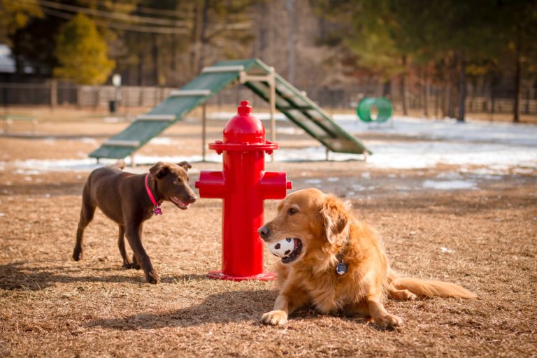 Fire Hydrant - BarkPark - Dog Park Equipment - Park Warehouse